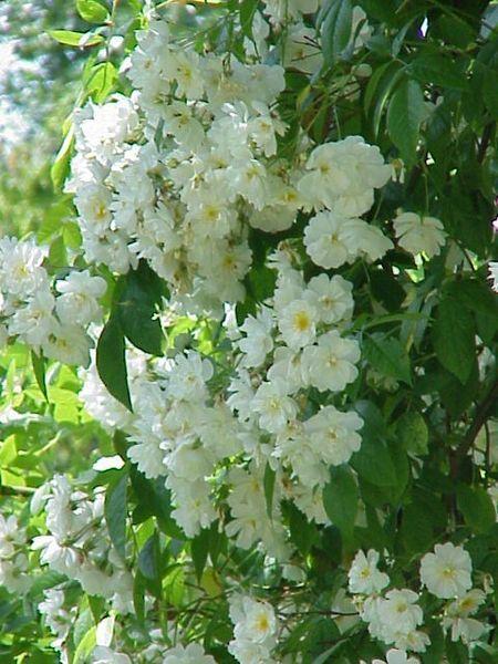 Rambling Rose (Rosa 'Bobbie James') in the Roses Database - Garden.org
