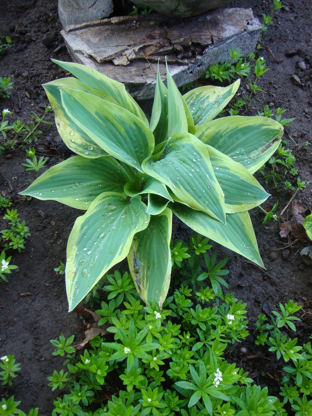 Photo of the entire plant of Hosta 'Wolverine' posted by Paul2032 ...