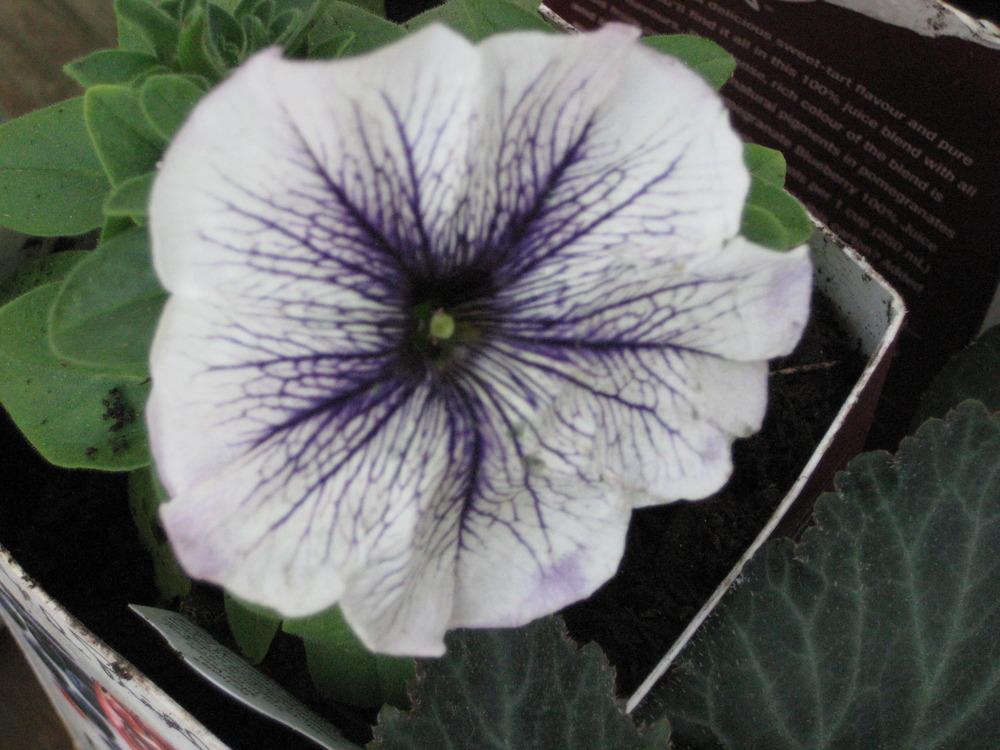 Petunia Fortunia® Silver Vein in the Petunias Database - Garden.org