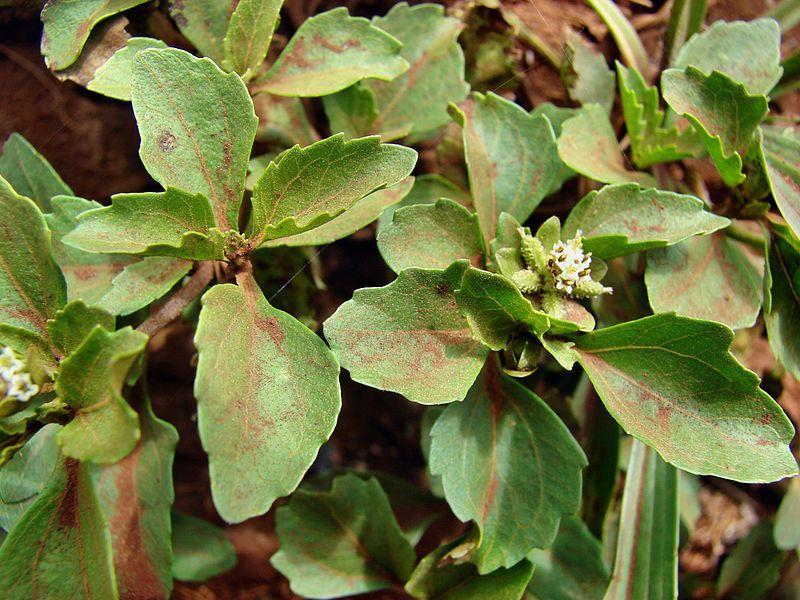 Paraguayan Starbur (Acanthospermum australe) - Garden.org