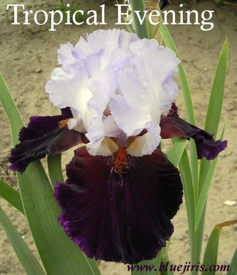 Tall Bearded Iris (Iris 'Tropical Evening') in the Irises Database ...