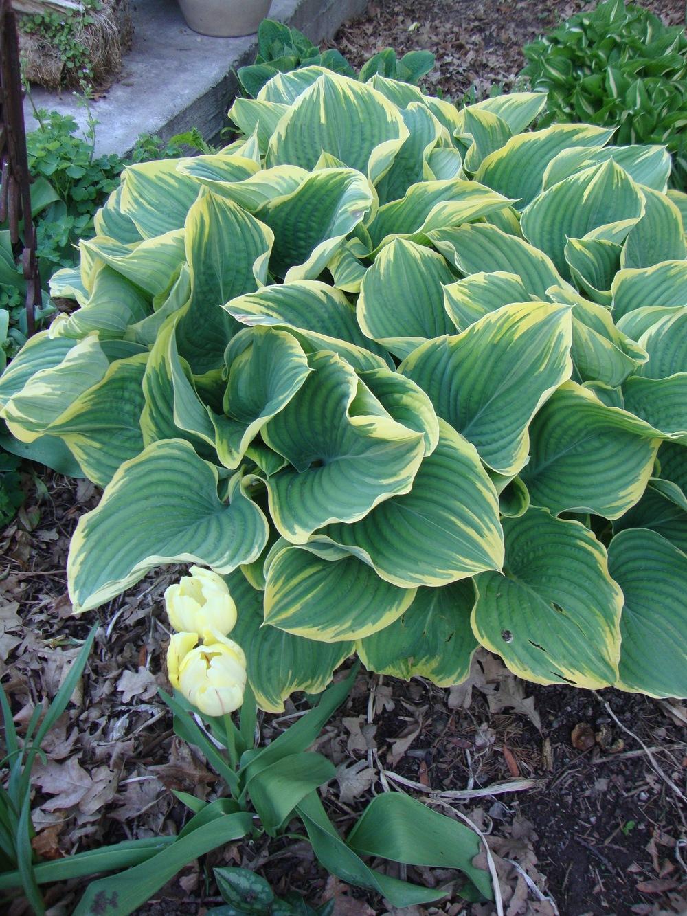 Photo of the entire plant of Hosta 'Sagae' posted by Paul2032 - Garden.org