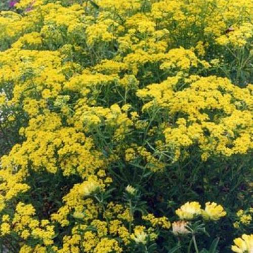 Yellow Tuft (Alyssum murale) - Garden.org