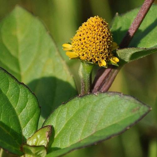 Acmella paniculata - Garden.org