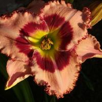 Photo of the bloom of Daylily (Hemerocallis 'Ken Deaver') posted by ...