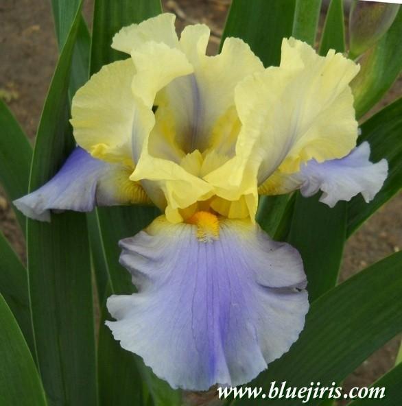 Photo of the bloom of Tall Bearded Iris (Iris 'True Believer') posted ...
