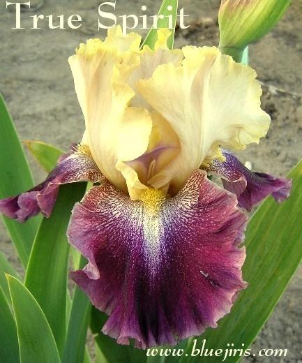 Photo of the bloom of Tall Bearded Iris (Iris 'True Spirit') posted by ...