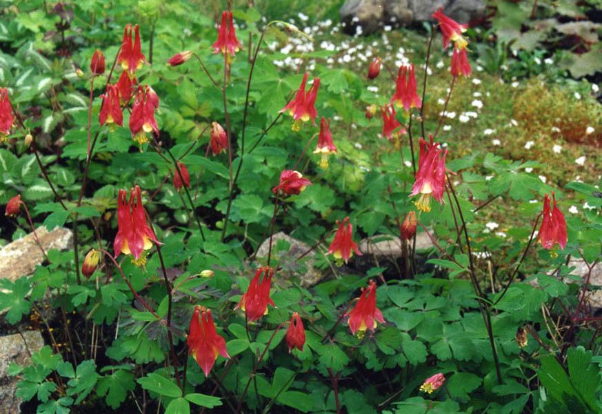 Canadian Columbine (Aquilegia canadensis 'Nana') in the Columbines ...