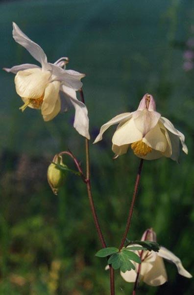 Photo of the bloom of Sweet-Scented Columbine (Aquilegia fragrans ...
