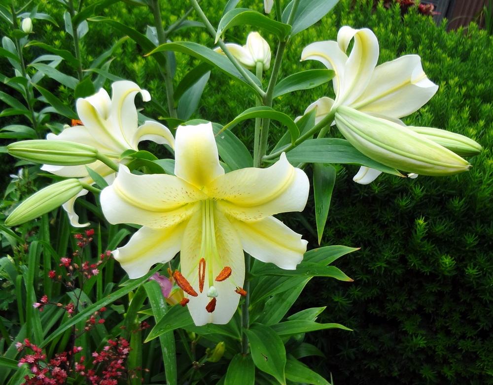 Lily (Lilium 'American Debutante') in the Lilies Database - Garden.org
