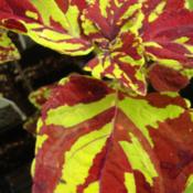 Photo of the entire plant of Coleus (Coleus scutellarioides 'Splish ...
