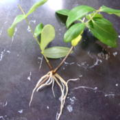 Photo of the seed pods or heads of Coral Honeysuckle (Lonicera ...