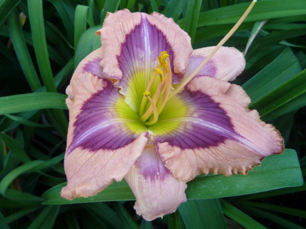 Photo of the bloom of Daylily (Hemerocallis 'Tully Mars') posted by ...