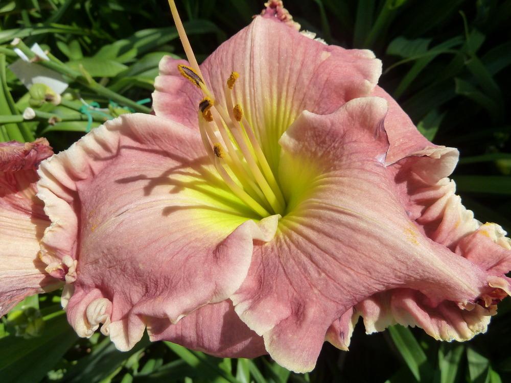 Photo of the bloom of Daylily (Hemerocallis 'Ruffly Duffly Dude ...