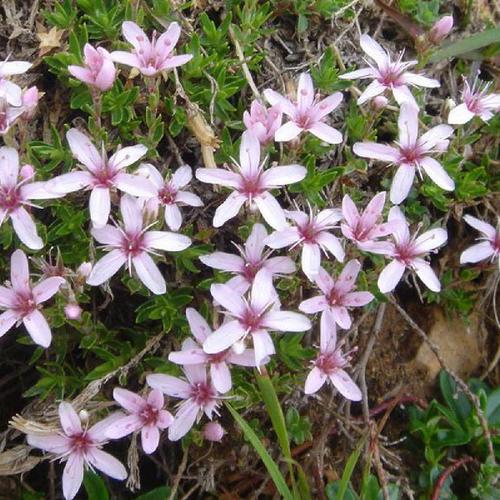 Arenaria purpurascens - Garden.org