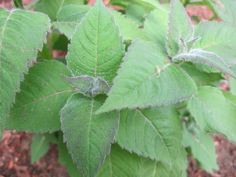 Photo of the leaves of Bee Balm (Monarda didyma 'Gardenview Scarlet ...