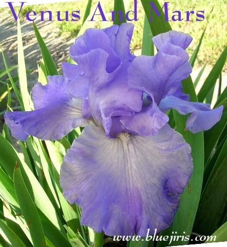 Tall Bearded Iris (Iris 'Venus and Mars') in the Irises Database ...
