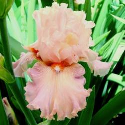 Tall Bearded Iris (Iris 'Venus in Pink') in the Irises Database ...