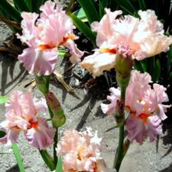 Tall Bearded Iris (Iris 'Venus in Pink') in the Irises Database ...