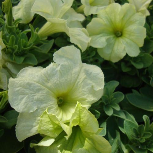 Grandiflora Petunia (Petunia Sophistica® Lime Green) in the Petunias ...