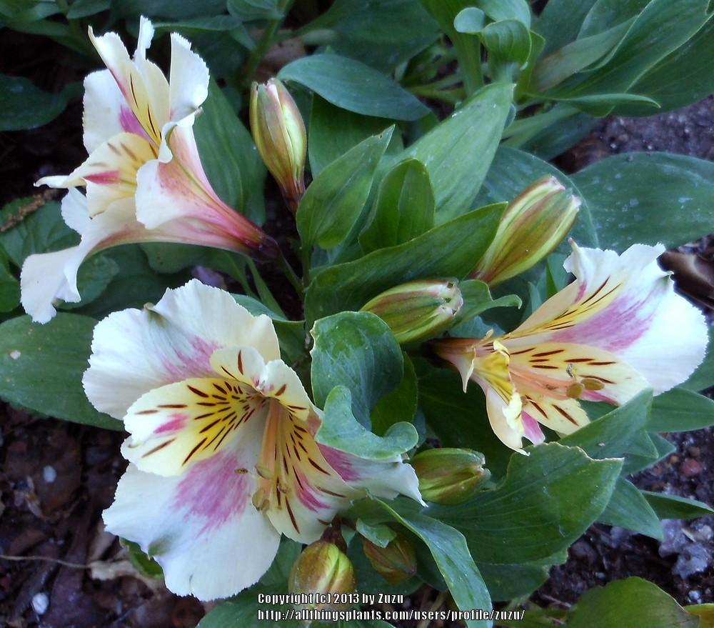 Peruvian Lily (Alstroemeria Princess Lilies® Susana) in the Peruvian ...