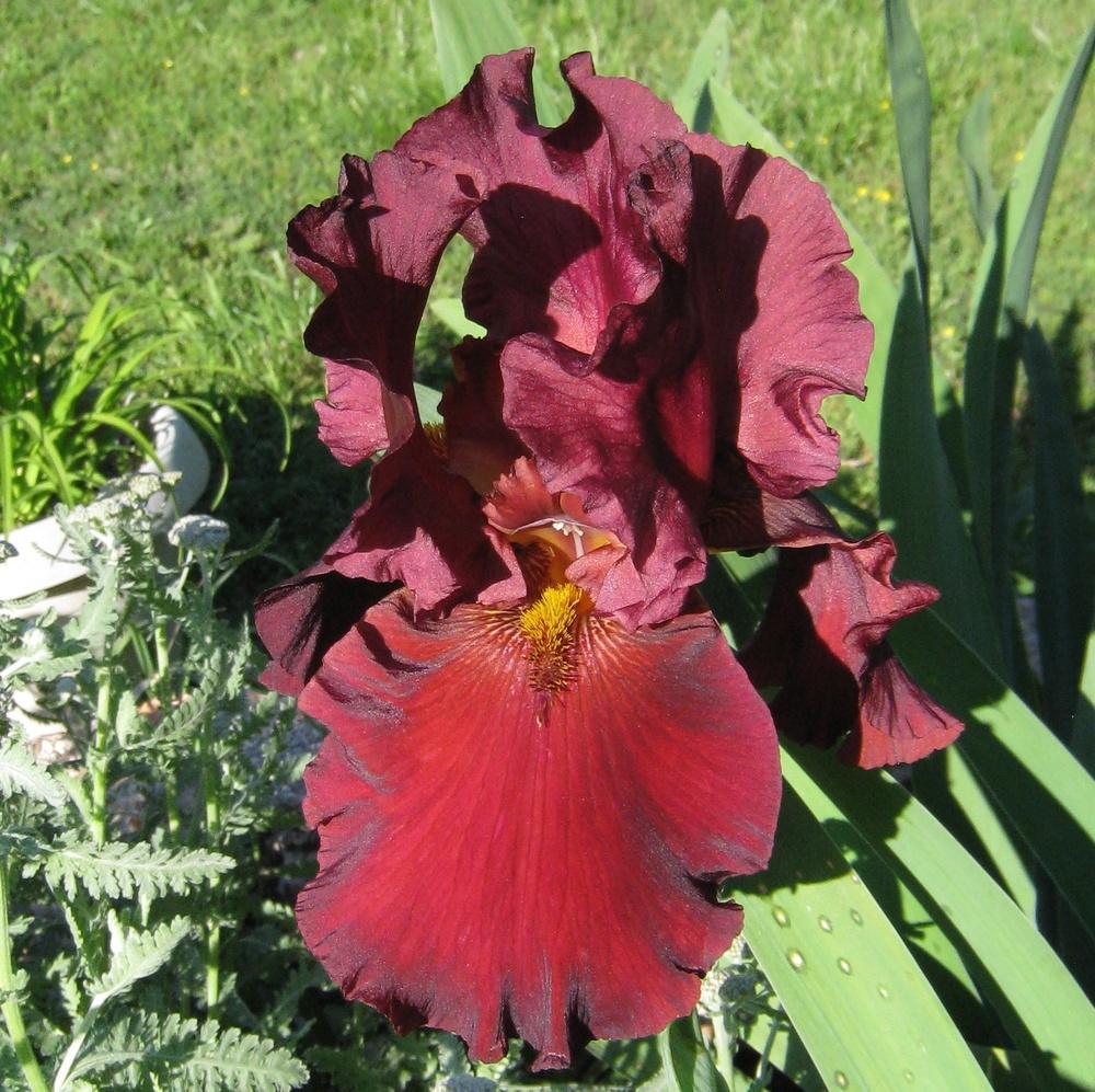 Tall Bearded Iris (Iris 'Dynamite') in the Irises Database - Garden.org