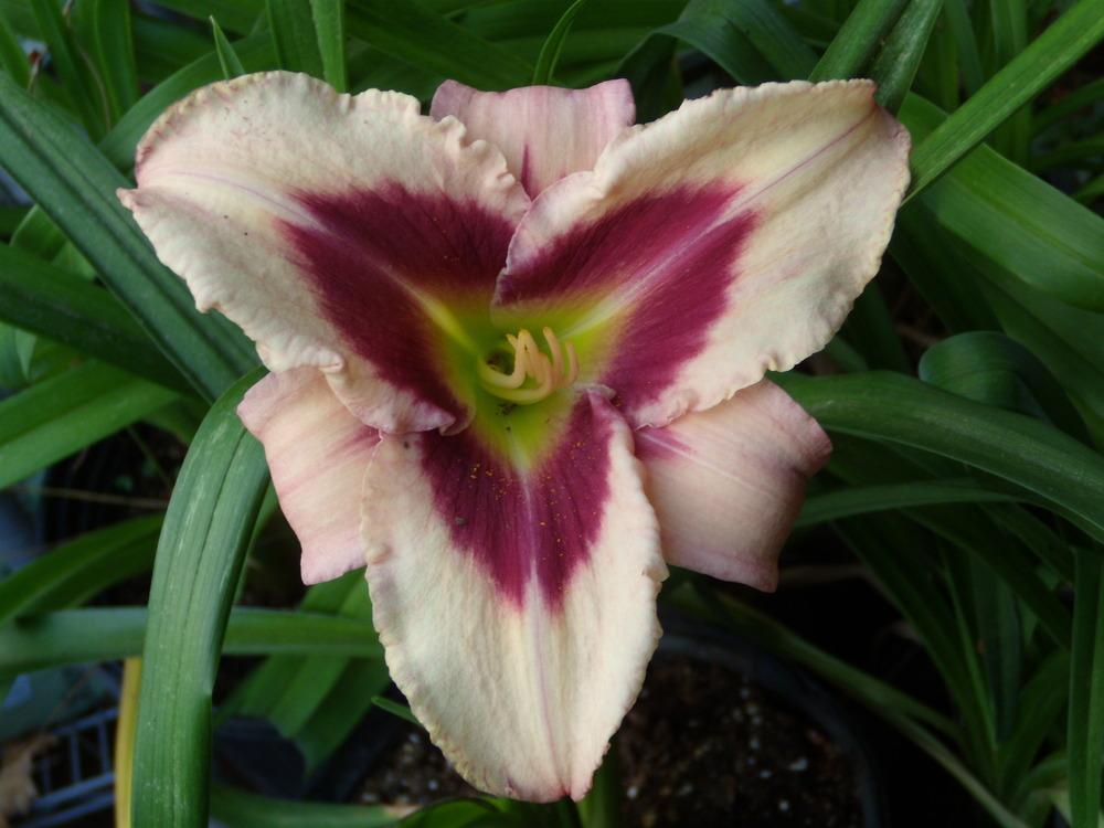 Photo of the bloom of Daylily (Hemerocallis 'Raspberry Prism') posted ...