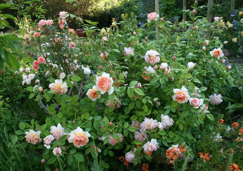 Photo of the entire plant of Rose (Rosa 'Grace') posted by Calif_Sue ...