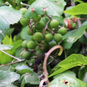 Mustang Grape (Vitis mustangensis) in the Grapes Database - Garden.org