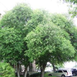 Anacua (Ehretia anacua) - Garden.org