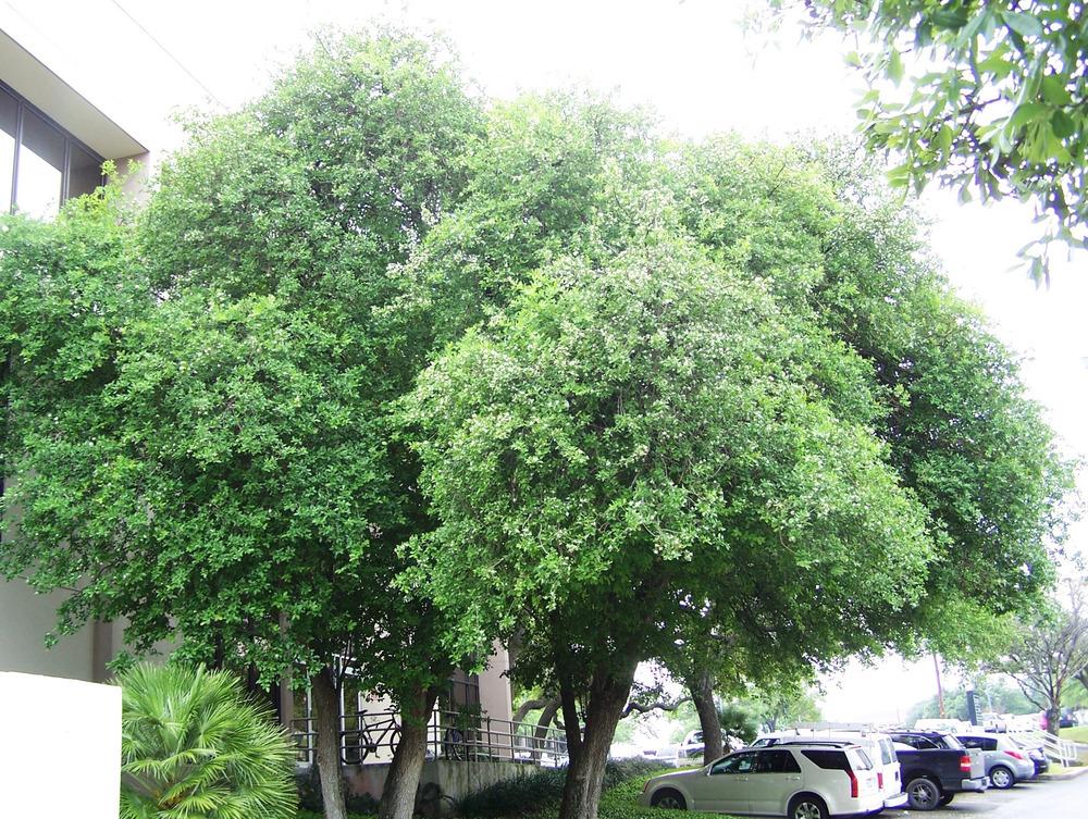 Photo of the entire plant of Anacua (Ehretia anacua) posted by LindaTX8 ...