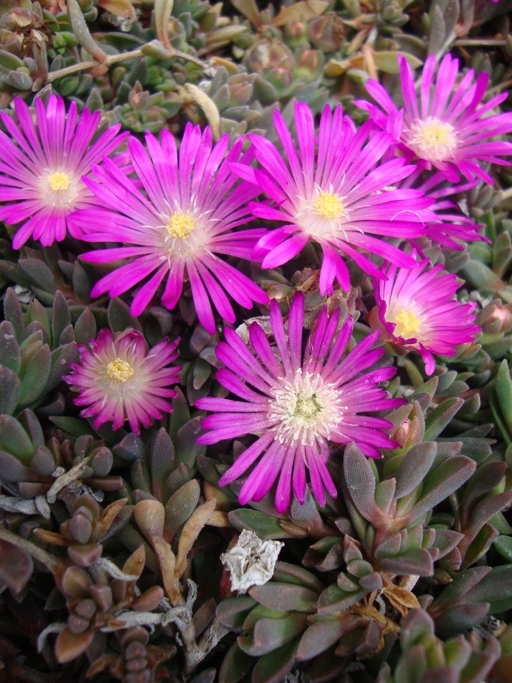 Photo of the bloom of Ice Plant (Delosperma cooperi) posted by Paul2032 ...