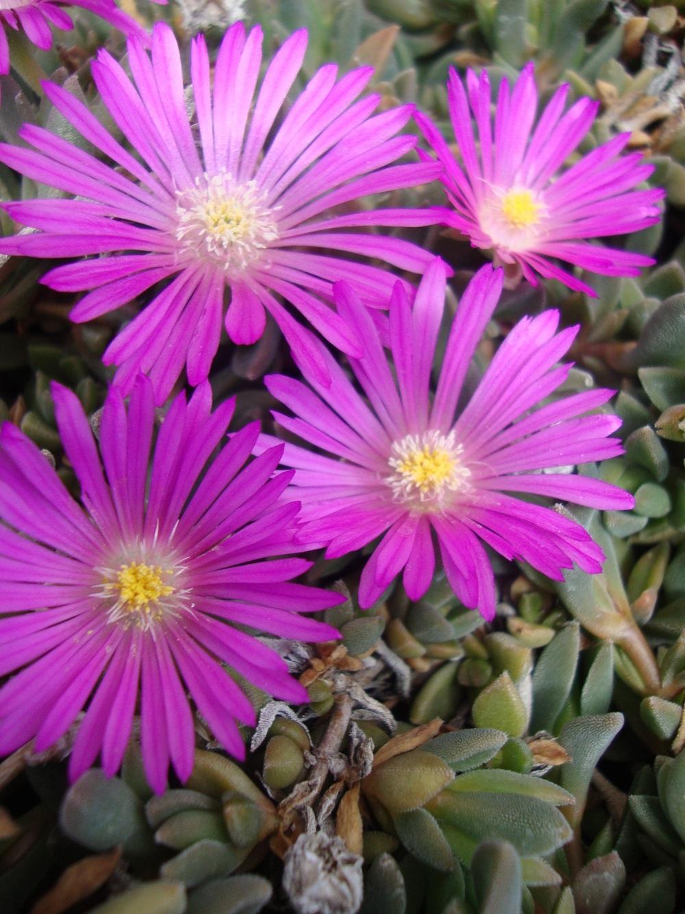 Photo of the bloom of Ice Plant (Delosperma cooperi) posted by Paul2032 ...