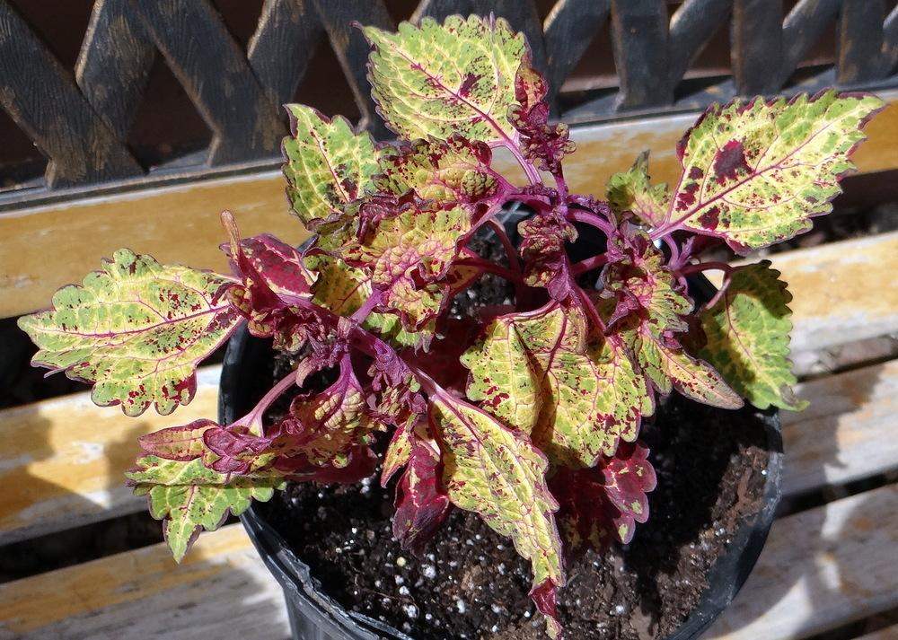 Coleus (Coleus scutellarioides 'Gold Brocade') in the Coleus Database ...