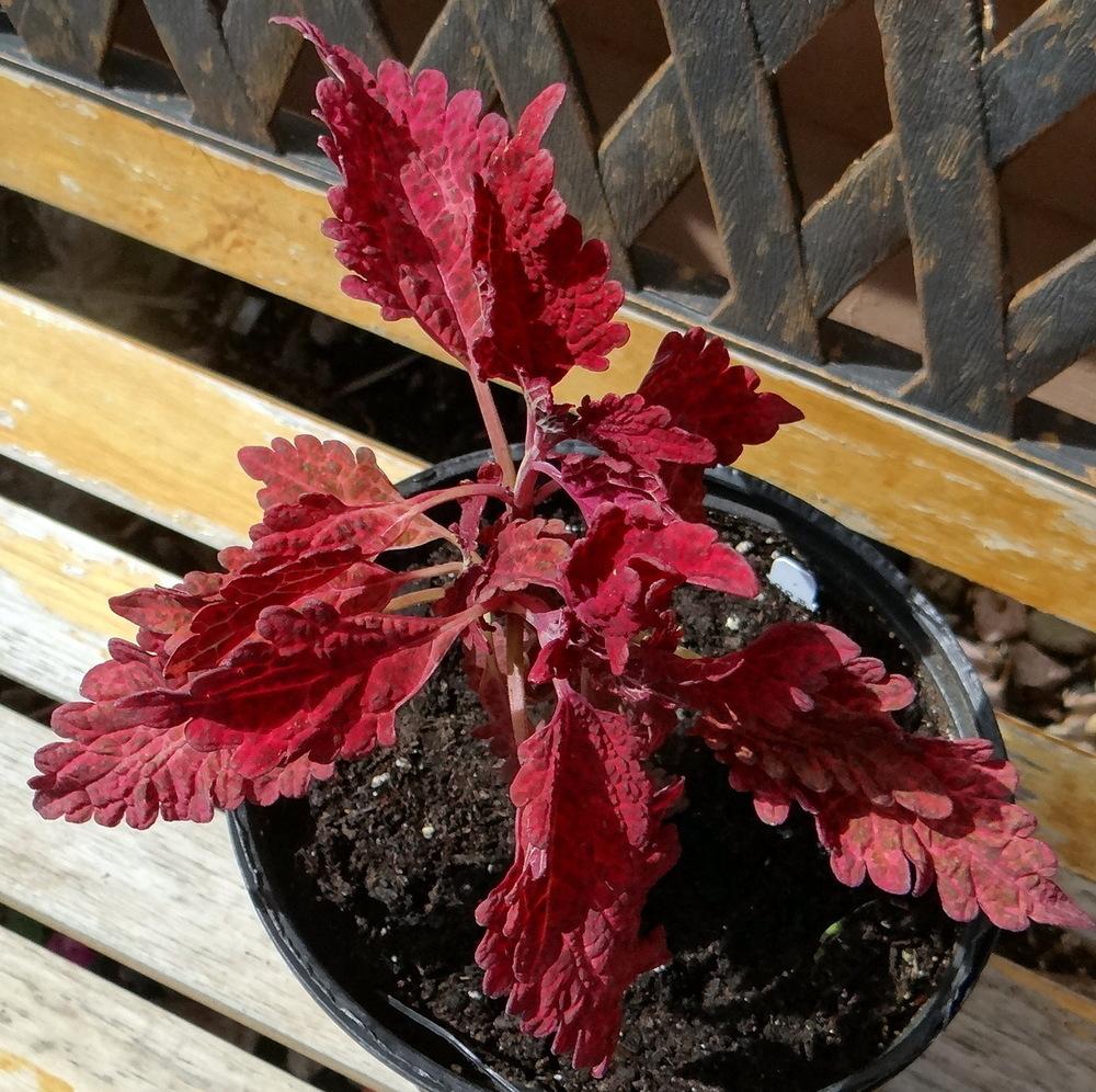 Photo of the entire plant of Coleus (Coleus scutellarioides Stained ...