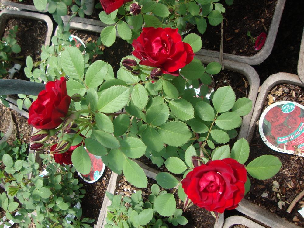 Photo of the entire plant of Rose (Rosa 'Hope for Humanity') posted by ...