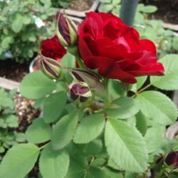 Rose (Rosa 'Hope for Humanity') in the Roses Database - Garden.org