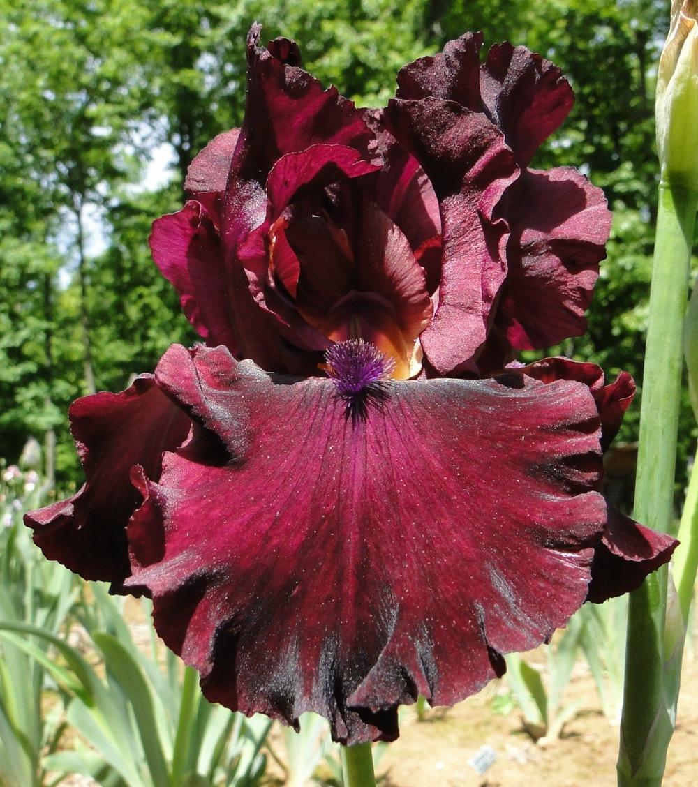 Photo of the bloom of Tall Bearded Iris (Iris 'Rio Rojo') posted by ...