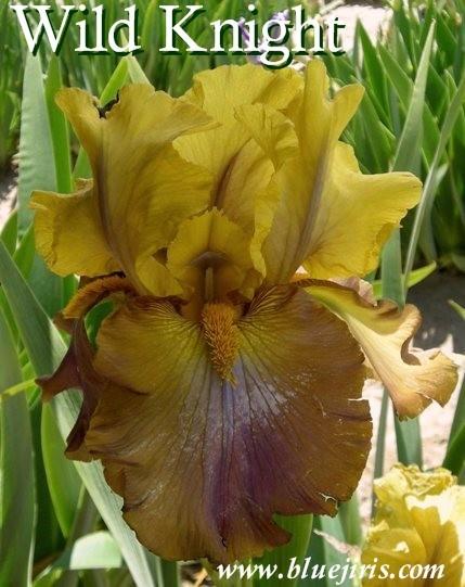 Tall Bearded Iris (Iris 'Wild Knight') in the Irises Database - Garden.org