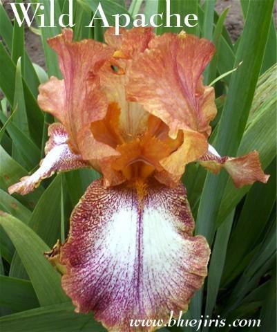 Tall Bearded Iris (Iris 'Wild Apache') in the Irises Database - Garden.org