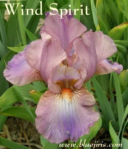 Intermediate Bearded Iris (Iris 'Wind Spirit') in the Irises Database ...