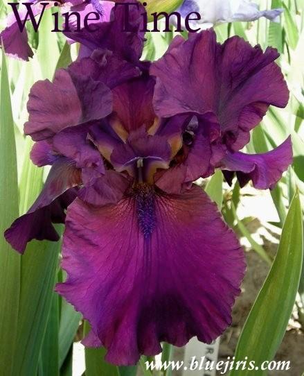 Photo of the bloom of Tall Bearded Iris (Iris 'Wine Time') posted by ...