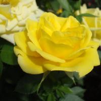 Photo of the bloom of Rose (Rosa 'Shockwave') posted by Calif_Sue ...