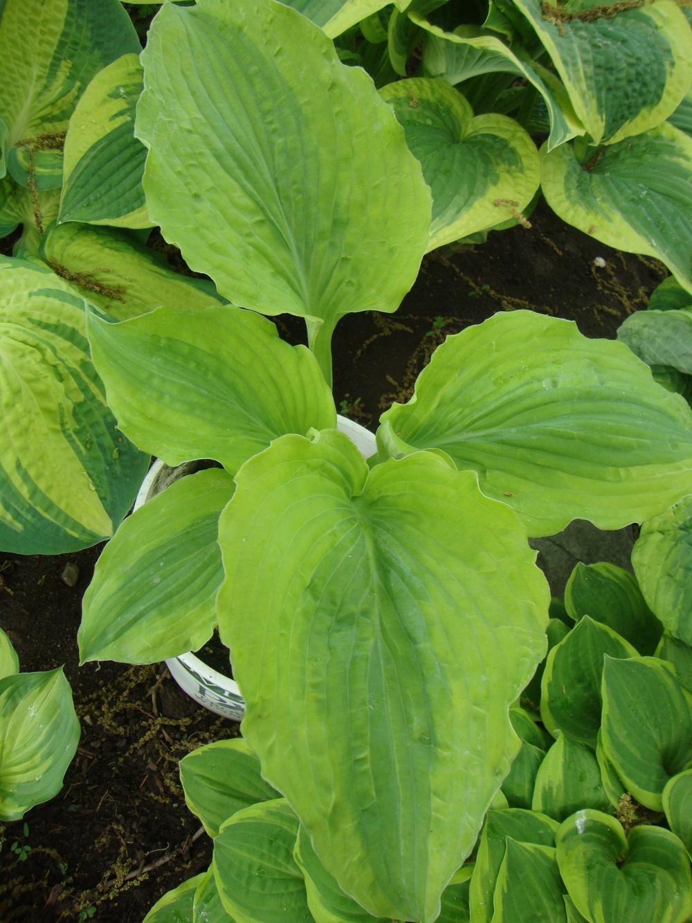 Photo of the entire plant of Hosta 'Goodness Gracious' posted by ...