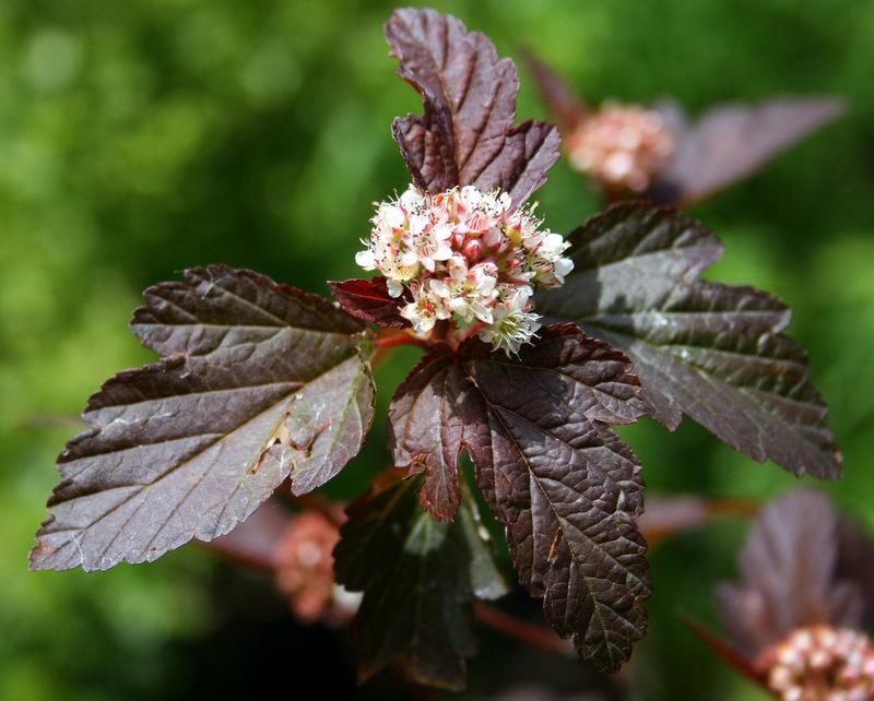 Photo of the bloom of Eastern Ninebark (Physocarpus opulifolius Summer ...