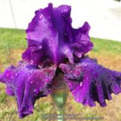 Tall Bearded Iris (Iris 'Rosalie Figge') in the Irises Database ...