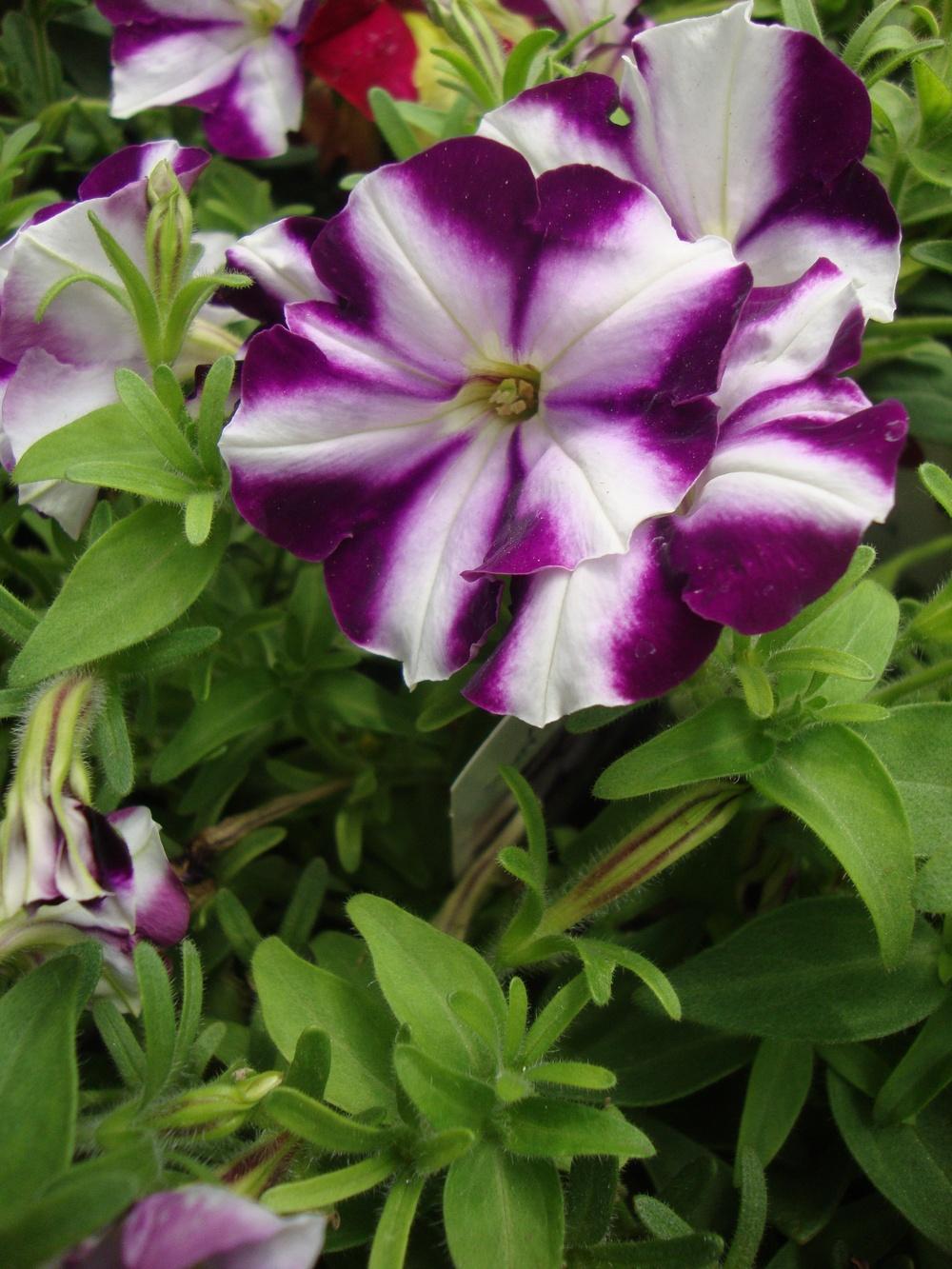 Multiflora Mounding Petunia (Petunia Sun Spun™ Purple Star) in the ...