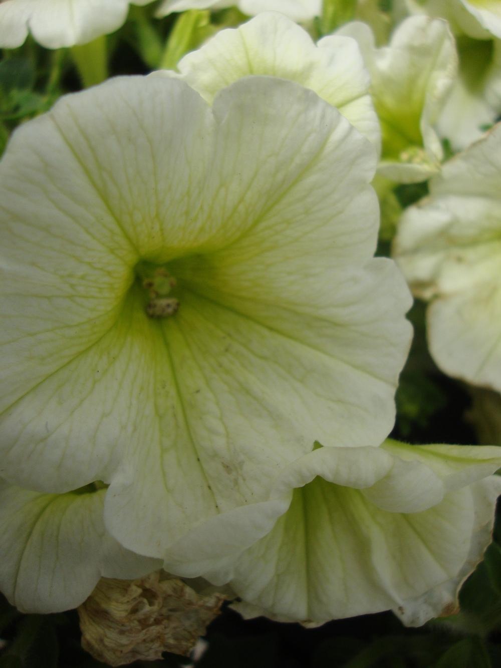 Multiflora Mounding Petunia (Petunia Potunia® Popcorn) in the Petunias ...