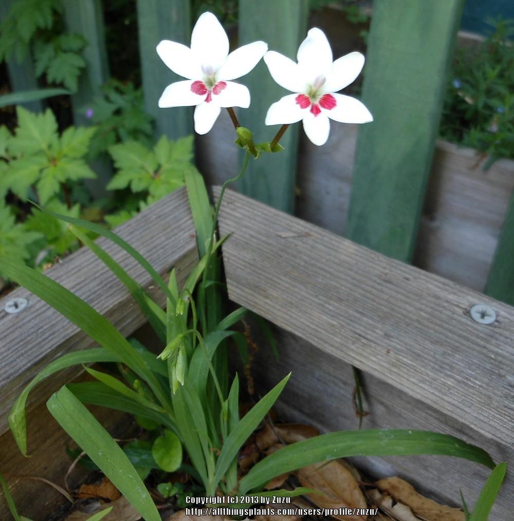 Photo of the entire plant of False Freesia (Freesia laxa 'Joan Evans ...