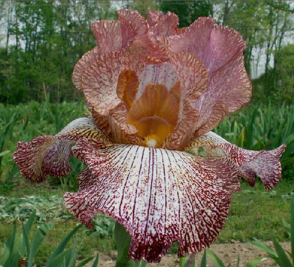 Tall Bearded Iris (Iris 'Roadmap') in the Irises Database - Garden.org